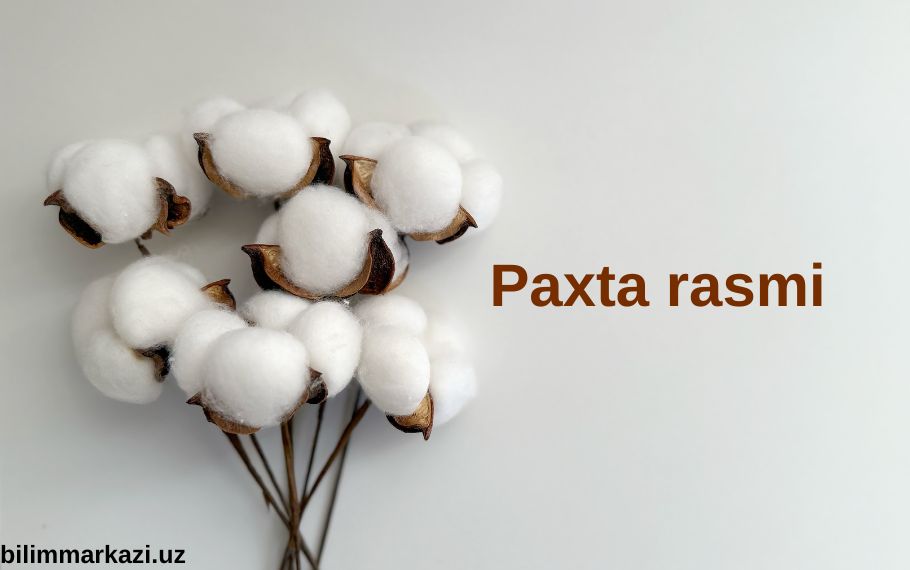 Paxta haqida sherlar bolalar uchun. Paxta haqida ma’lumot.